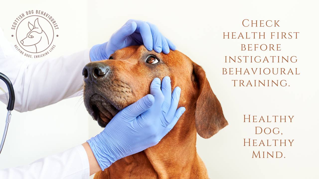 Check your dog's health before starting Behavioral Training