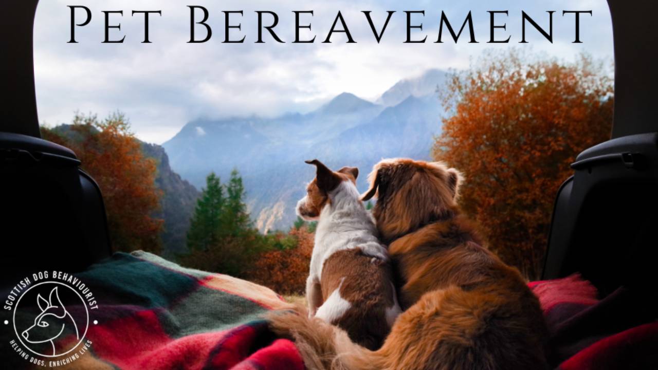 Pet Bereavement (How does your surviving dog process this)