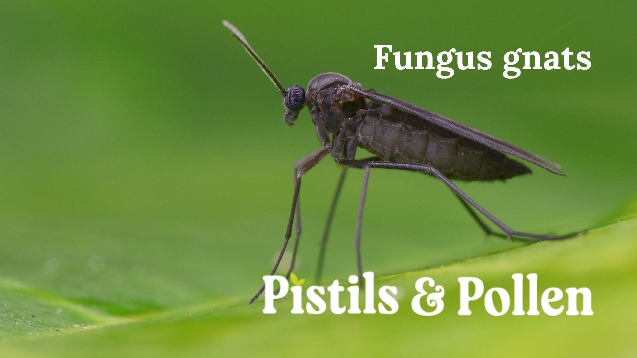 How to Get Rid of Fungus Gnats