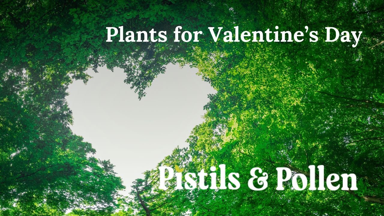 Top 10 Valentine’s Day Plants That Symbolize Love