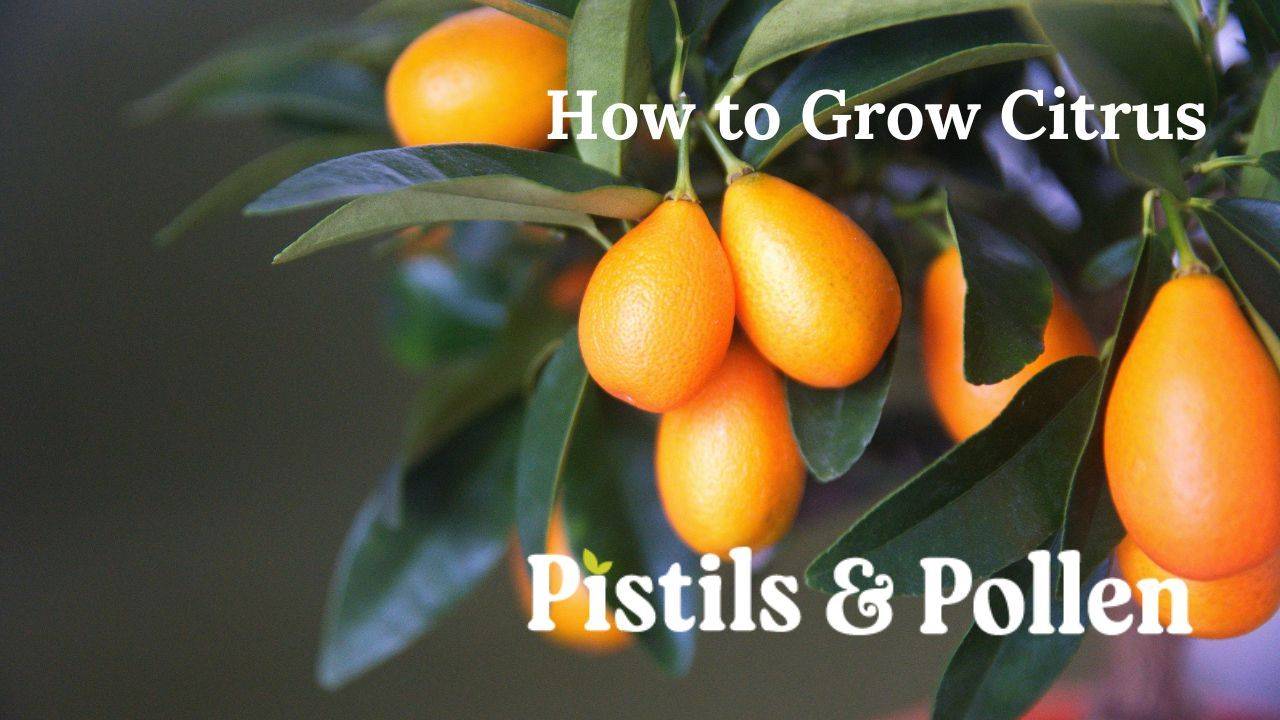 Ultimate Citrus Tree Potting Mix Guide