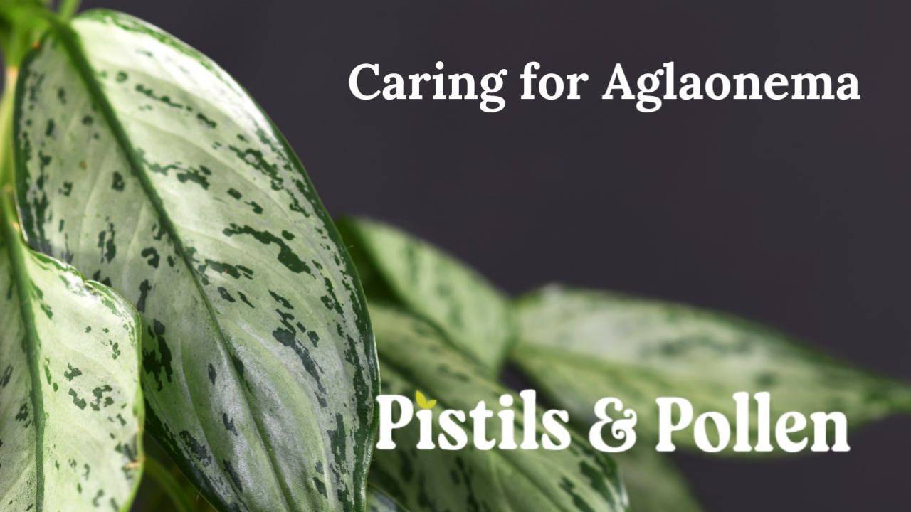 How to Grow and Care for Aglaonema Plant