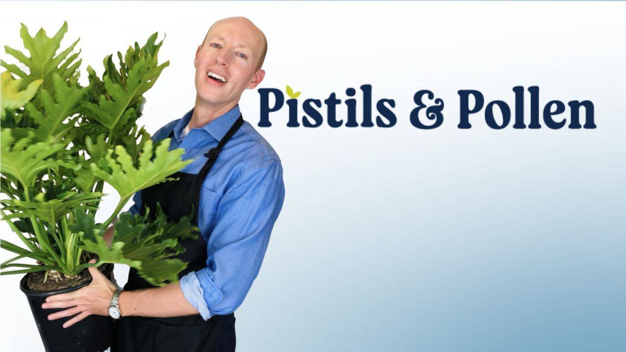 Pistils & Pollen: House Plant Care for Every Plant Parent