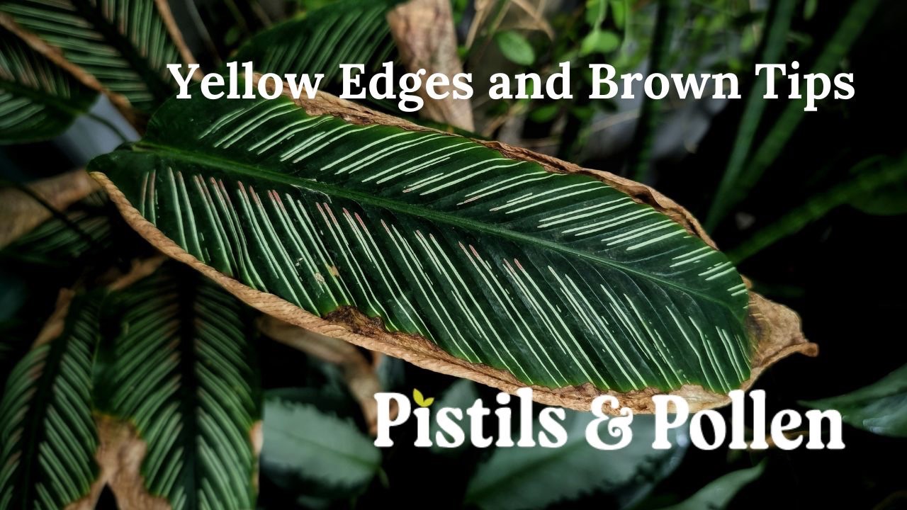 What to do about Yellow Edges and Brown Tips on Houseplants