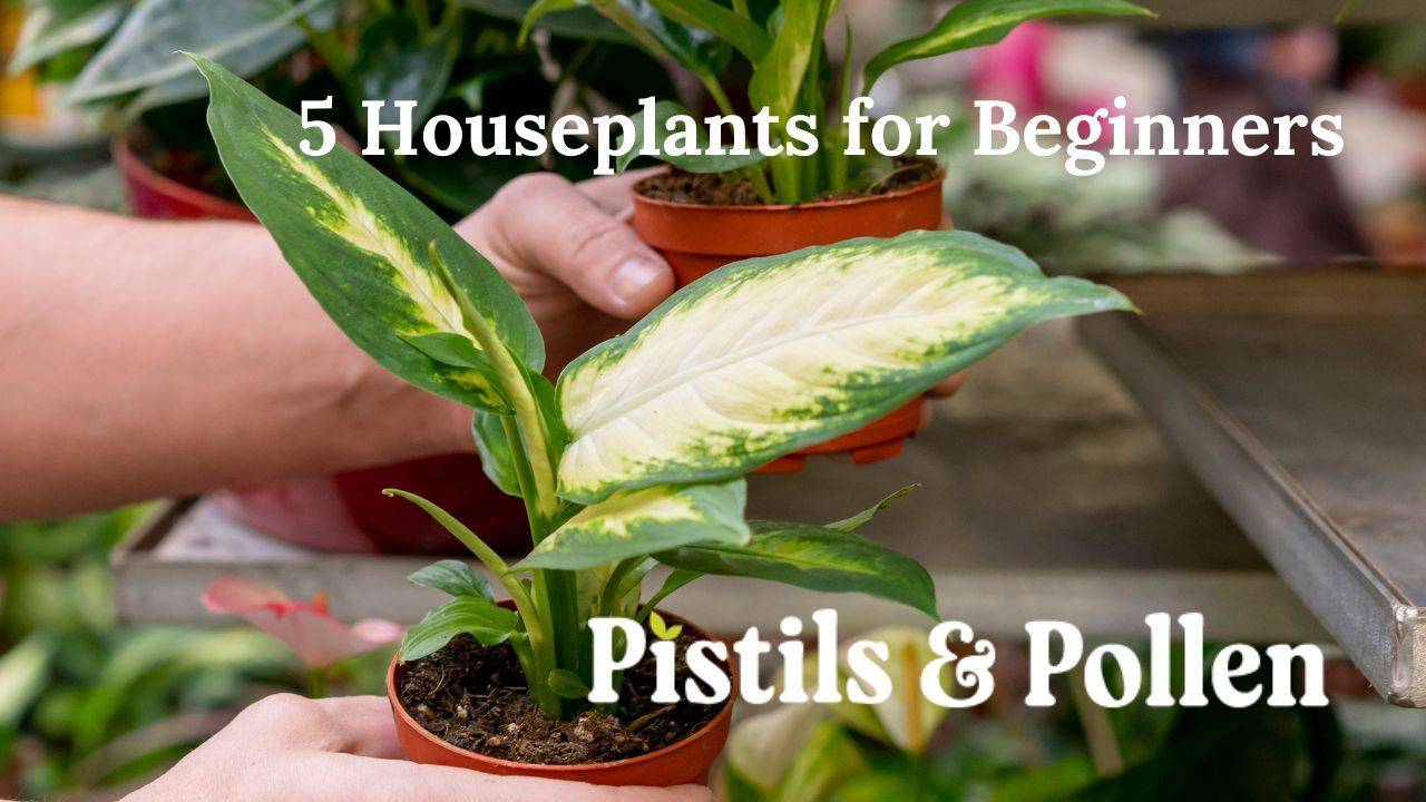 Top 5 Easy Care Plants for a Lush and Low-Maintenance Indoor Jungle