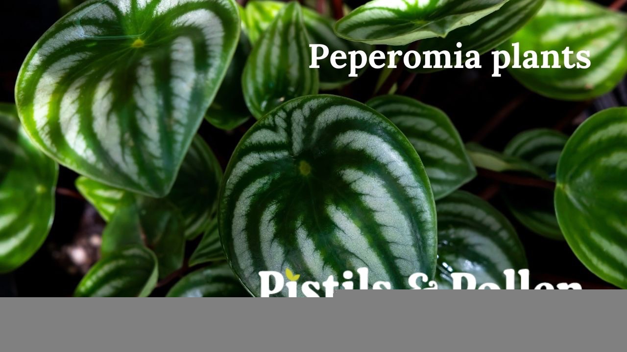 How to Grow and Care for Peperomia Plants