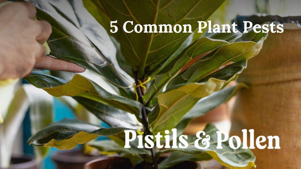 5 Common Houseplant Pests: Identification & Control Tips