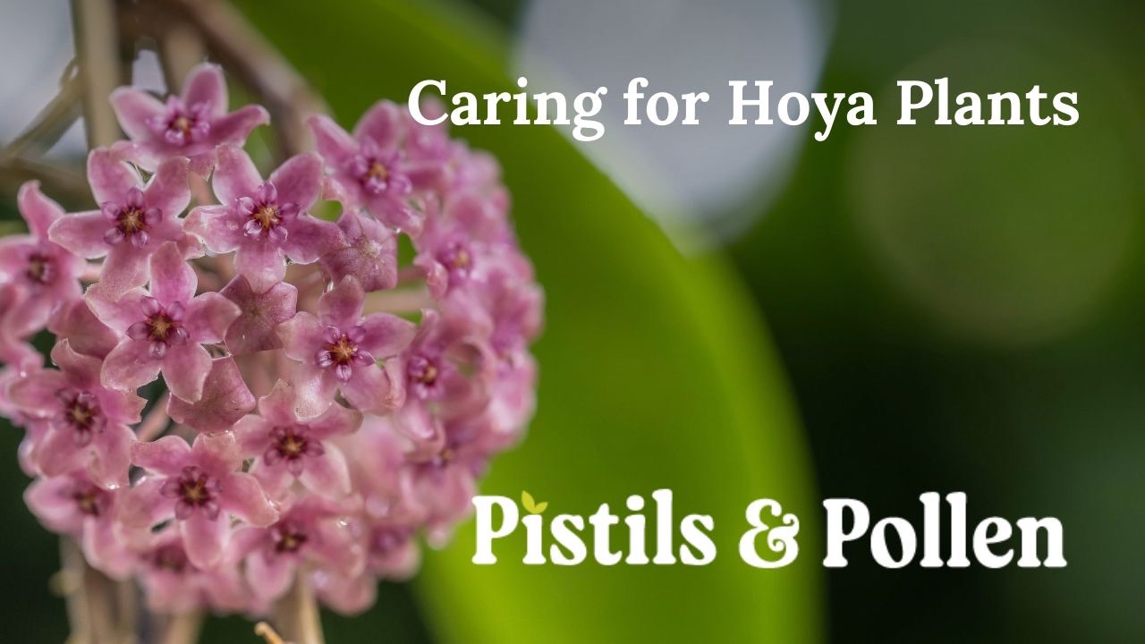 How to Grow and Care for Hoya Plants
