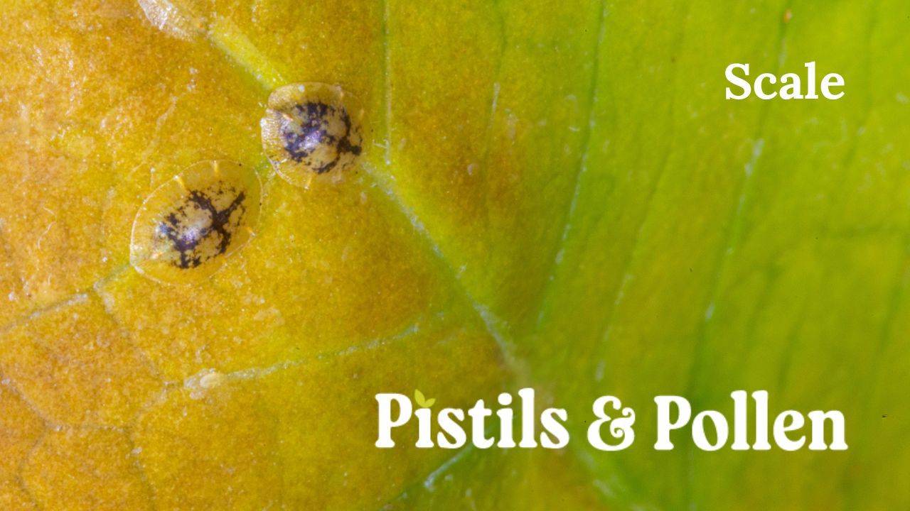Scale Infestation Solutions: A Practical Approach for Gardeners