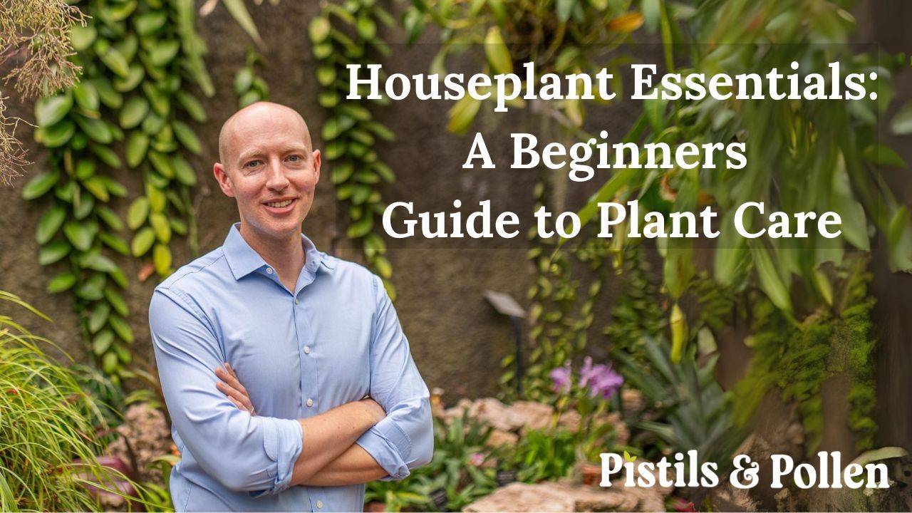 Houseplant Essentials: A Beginners Guide to Plant Care