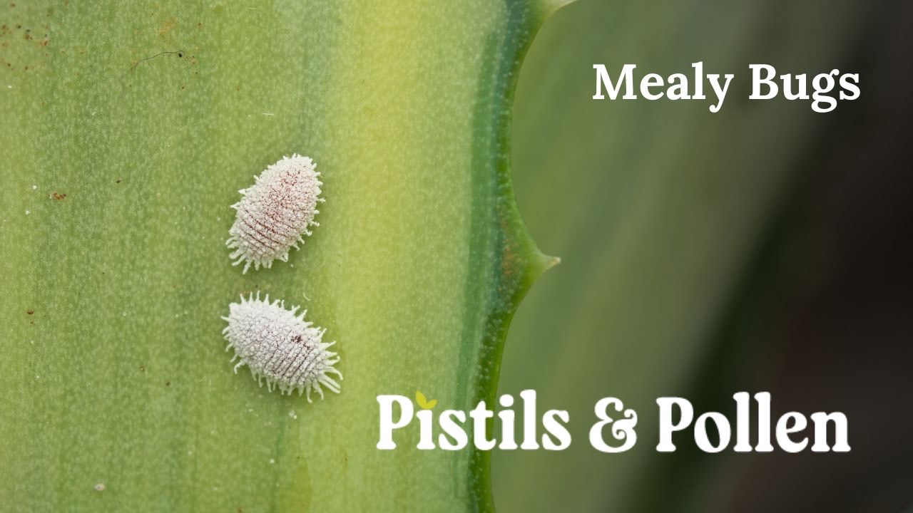 The Ultimate Guide to Mealybugs for Plant Parents