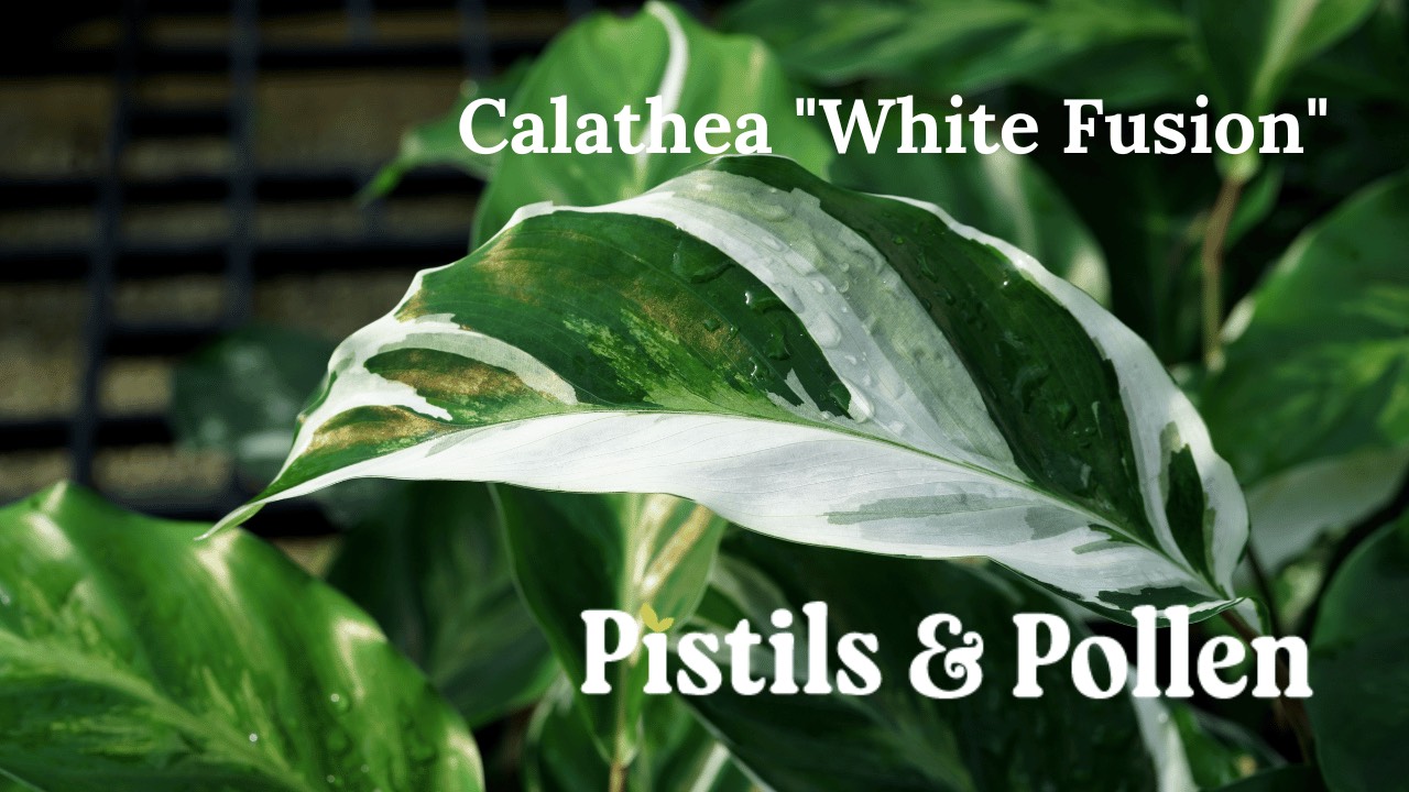 How to Grow and Care for Calathea "White Fusion"