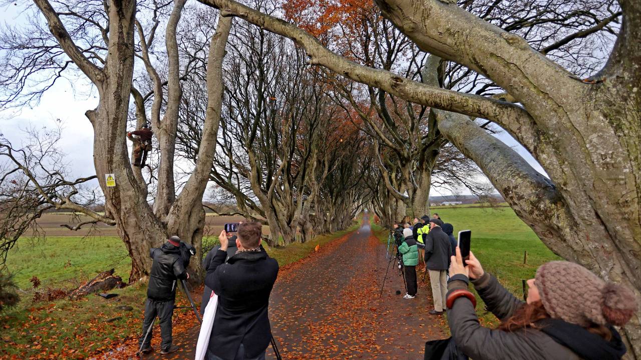 Safety team on site to cut down six Dark Hedges trees