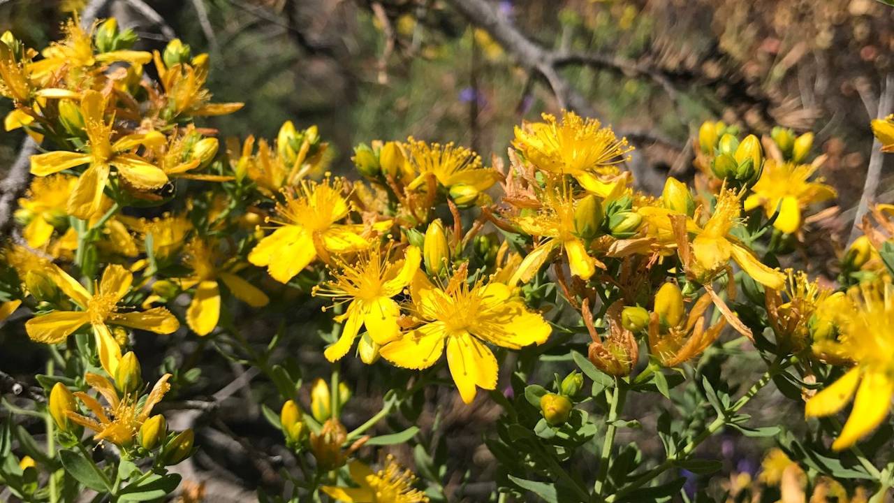 How to use Herbs for Emotional PMS Relief