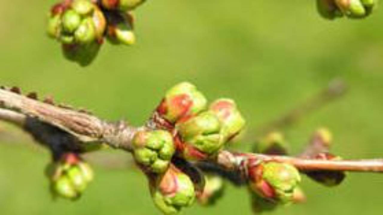 Découvrez la gemmothérapie, la médecine des bourgeons!