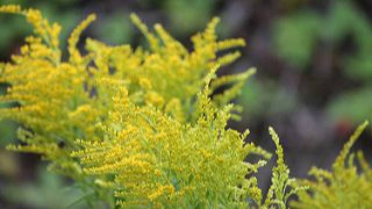 La verge d'or, une amie précieuse!