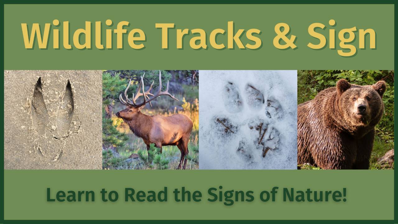 Wildlife Tracks & Sign Course