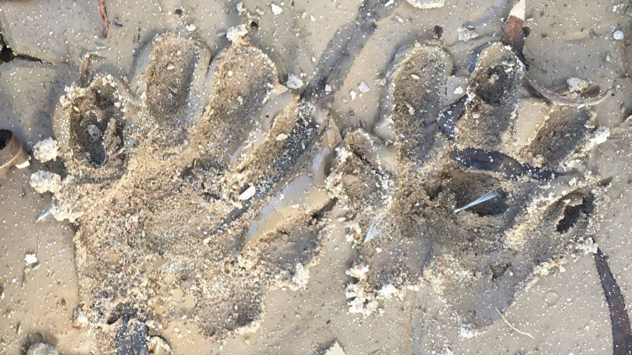 Wildlife Tracks & Sign Online Courses