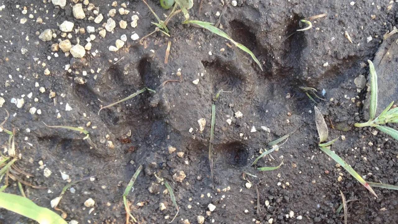 Animal Tracking Video Tutorials