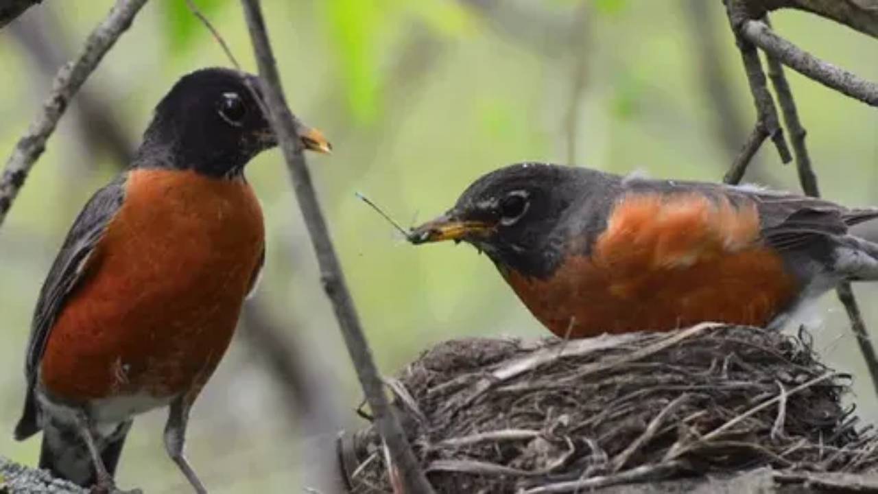 Avian Territorial Aggression