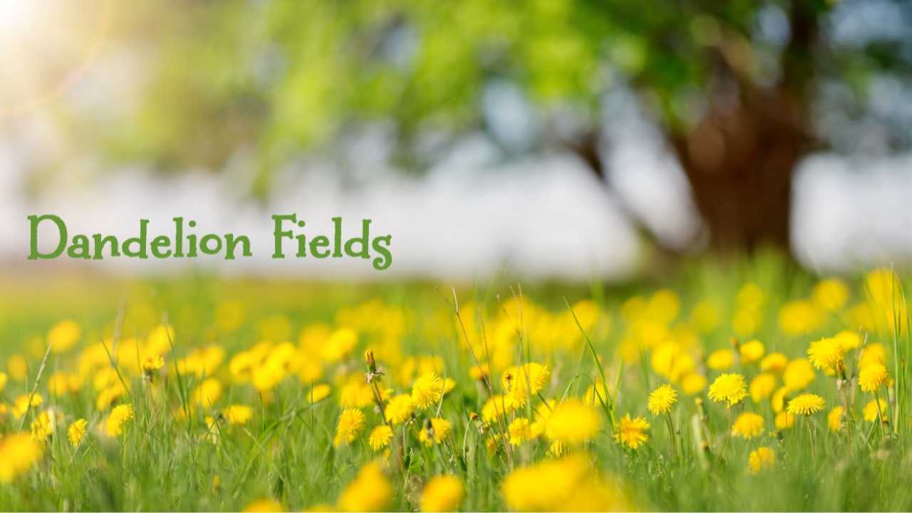 Dandelion Fields Burnout Recovery Community