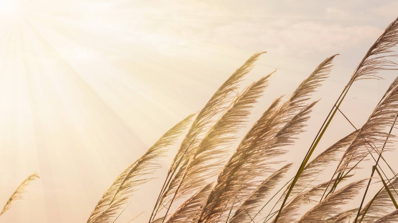 Stress Resistance Formula: 6 Week Reset Promotion