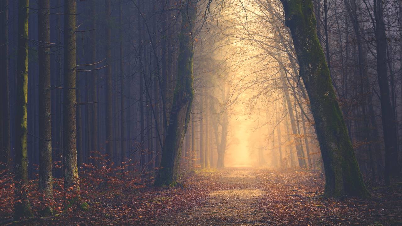 Creating a small clearing