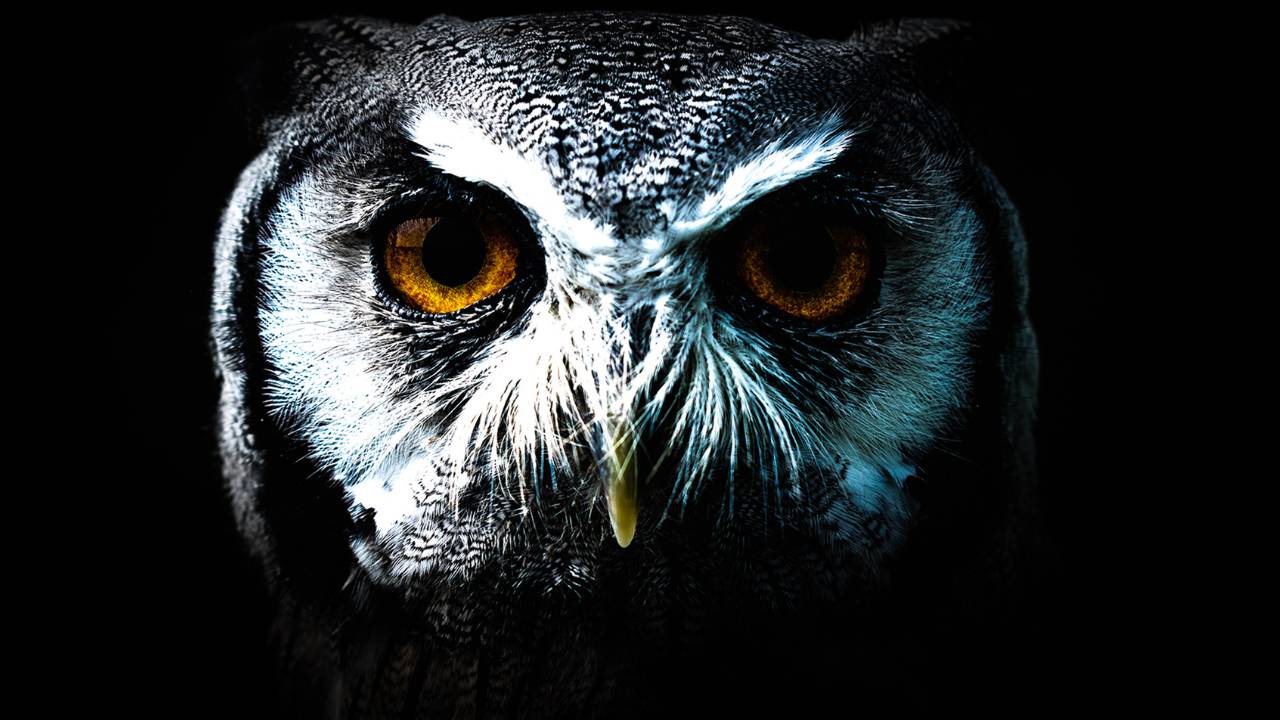 How Animals React When Your Spiritual Gifts Begin to Awaken