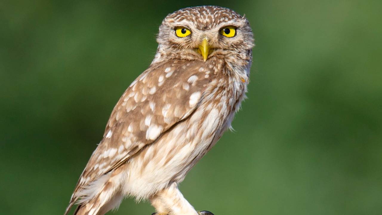 animal messenger: owl