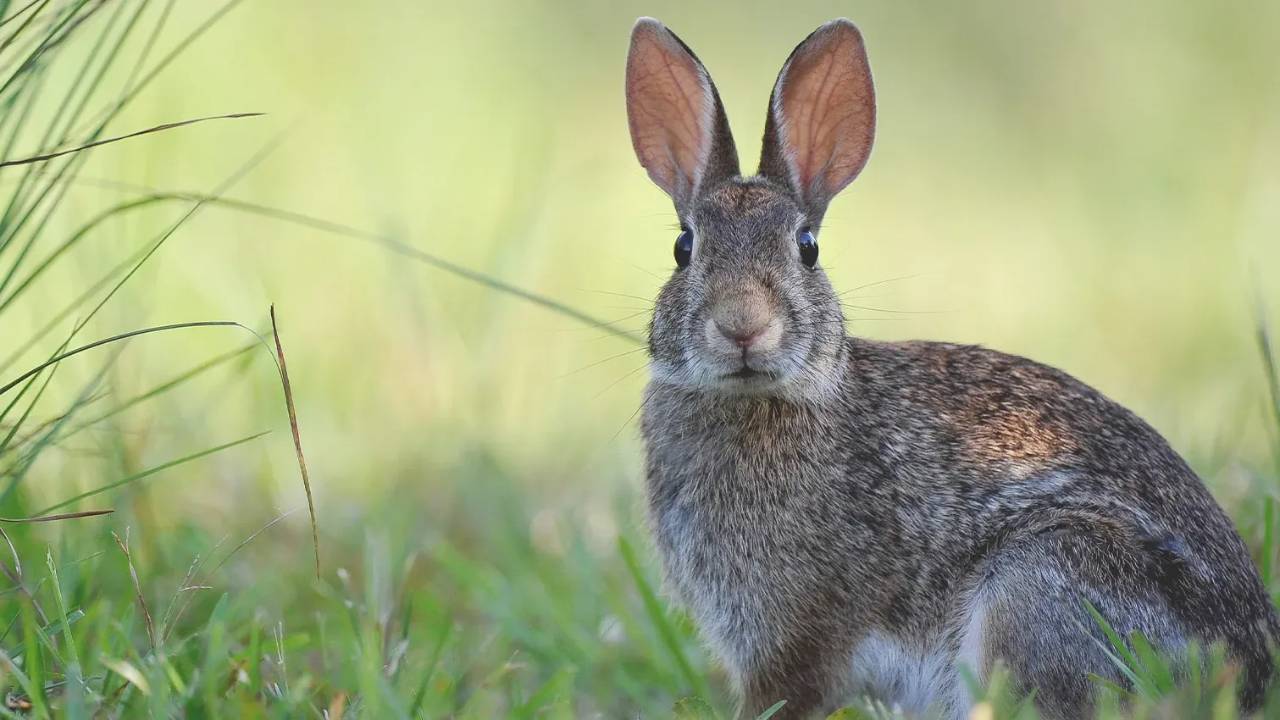 animal messenger: rabbit