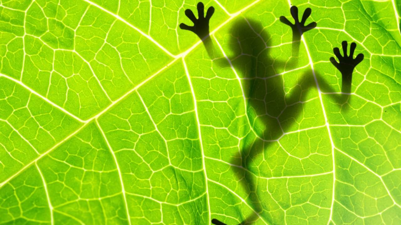 animal messenger: frog