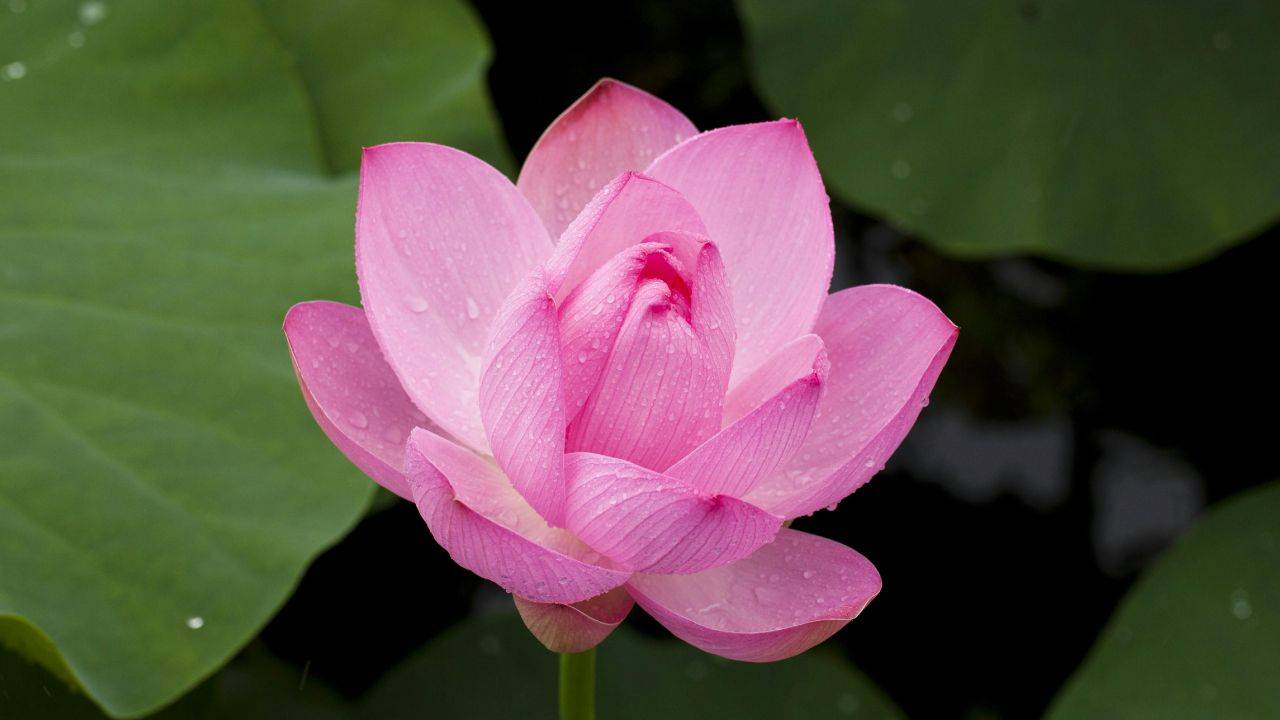 Healing with Hakomi Therapy: Connecting to Your Body's Innate Wisdom