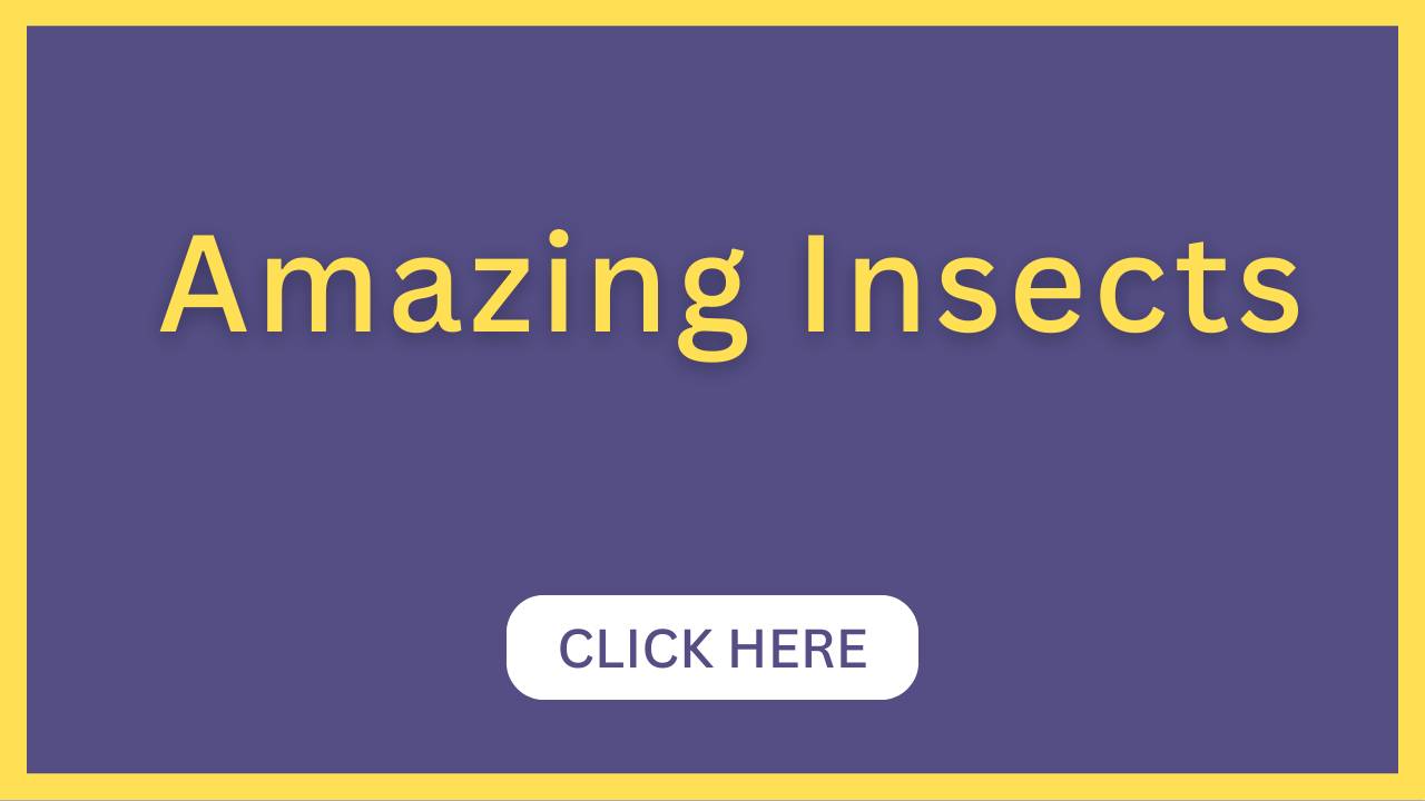 Amazing Insects Curriculum Map