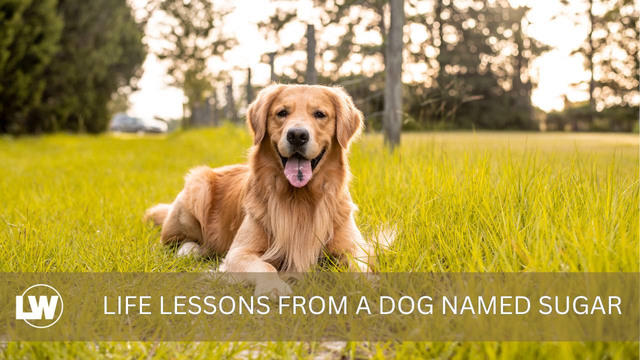 Life Lessons From a Dog Names Sugar