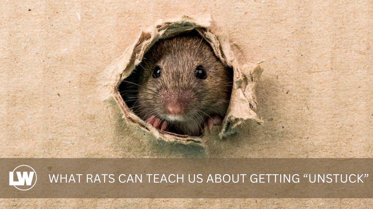 What Rats Can Teach Us About Getting "Unstuck"