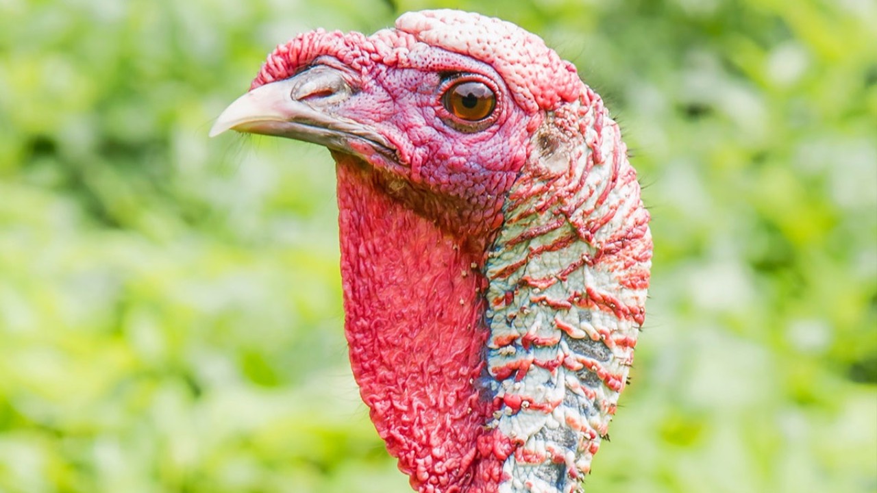 Nos amies les dindes