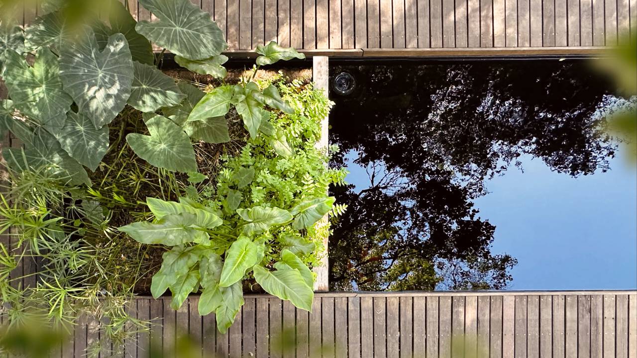 DIY Natural Swimming Pool Conversion - Floating Wetland Online Course