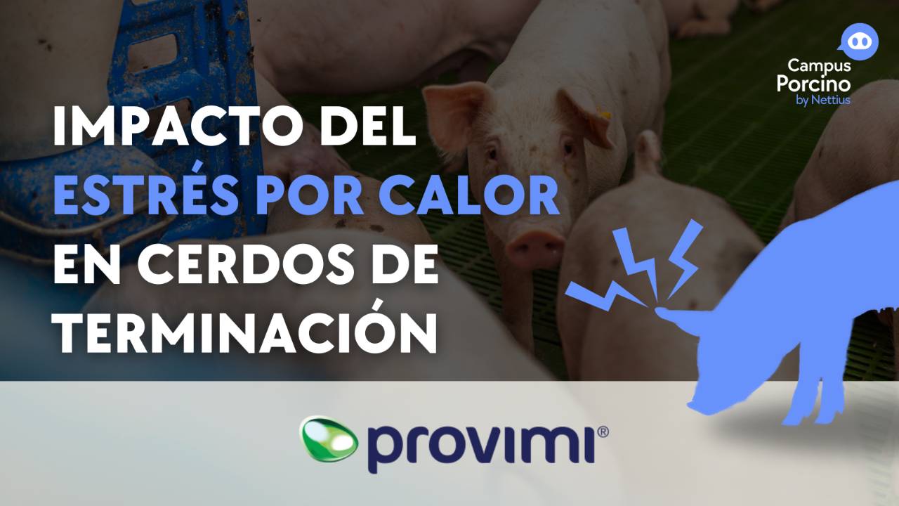 Impacto del estrés por calor en cerdos de terminación