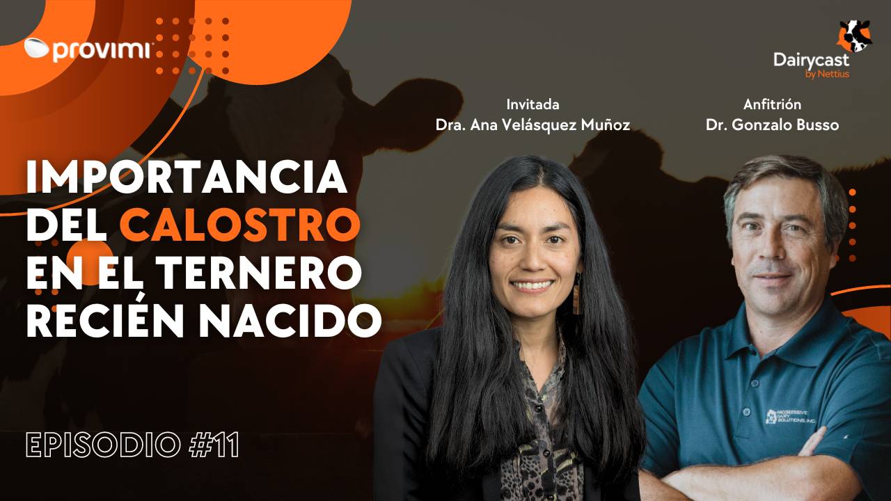 Importancia del calostro en el ternero recién nacido