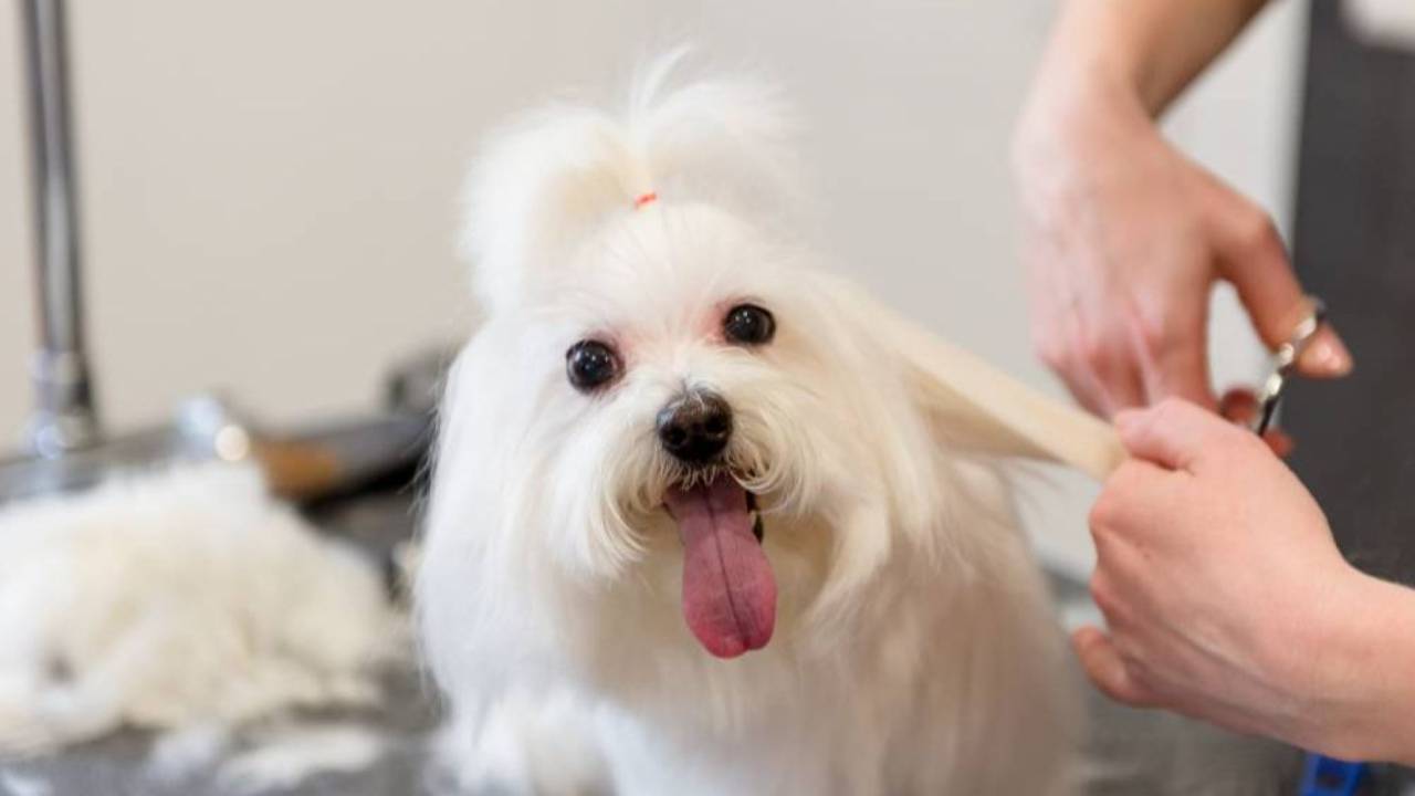 The Benefits of Advanced Dog Grooming Classes for Professionals