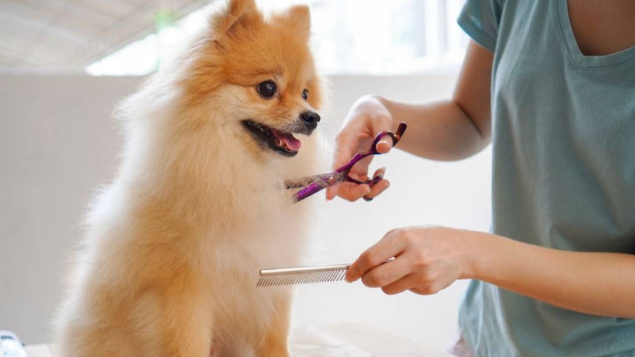 A Comprehensive Guide to Different Types of Dog Fur