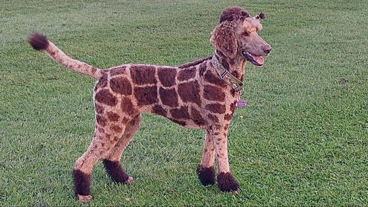 What is Creative Dog Grooming?