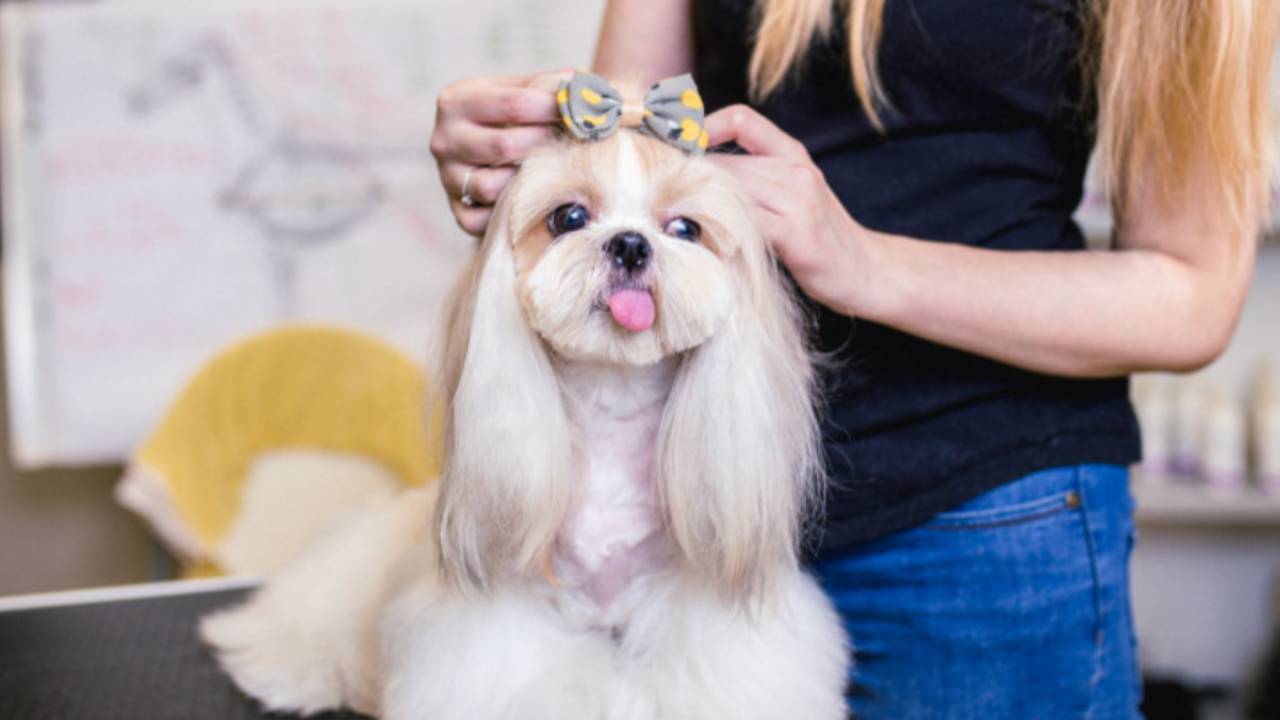 Distance Learning Accredited Diploma Professional Dog Grooming Courses