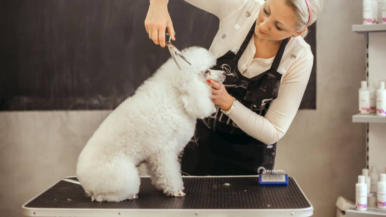 How to Choose the Best Online Pet Grooming Classes