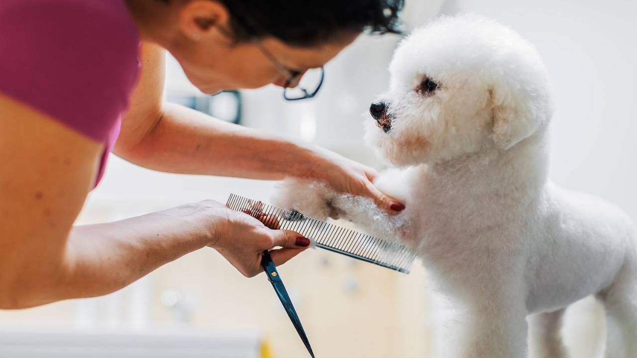 What Are The Startup Costs of a Dog Grooming Business?