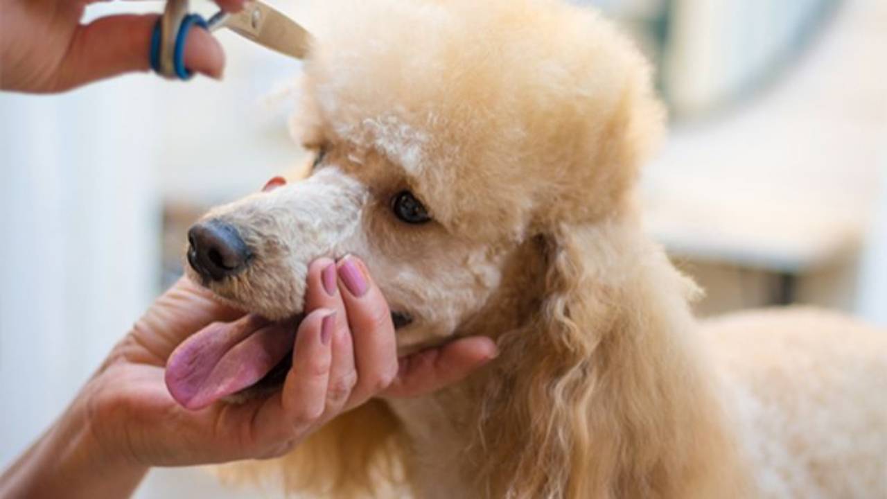 The Best Pet Grooming Classes for Aspiring Groomers