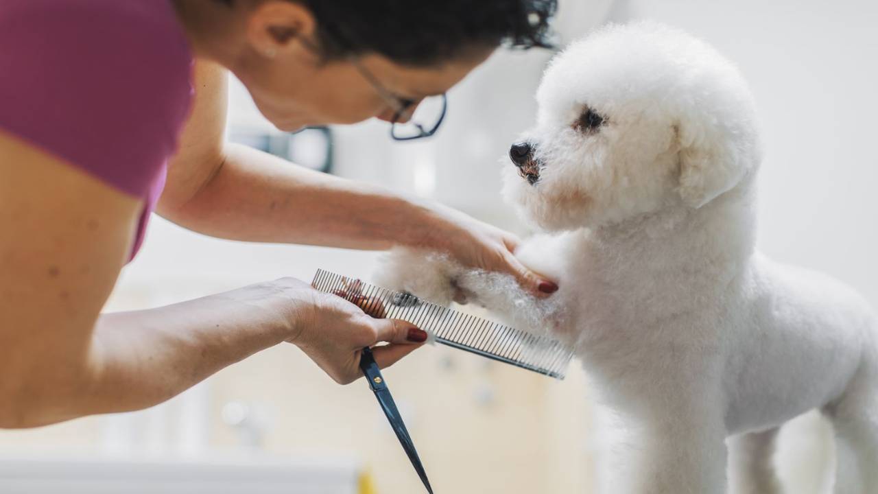 The Best Dog Grooming Classes for Pet Grooming Professionals