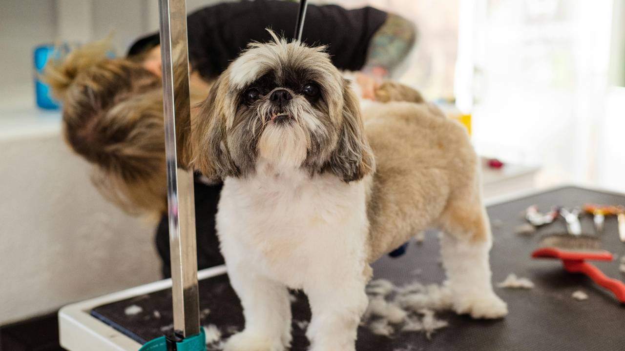 How to Choose the Right Dog Grooming Classes for Your Schedule