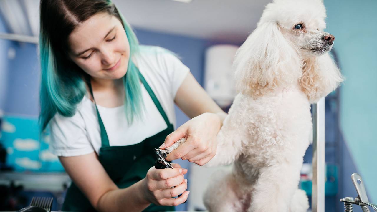 A Touch of Class Dog Grooming: What Makes It Stand Out?