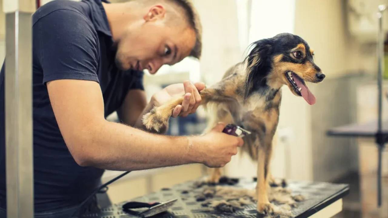 Signs of a Bad Groomer: What Pet Owners Should Look Out For
